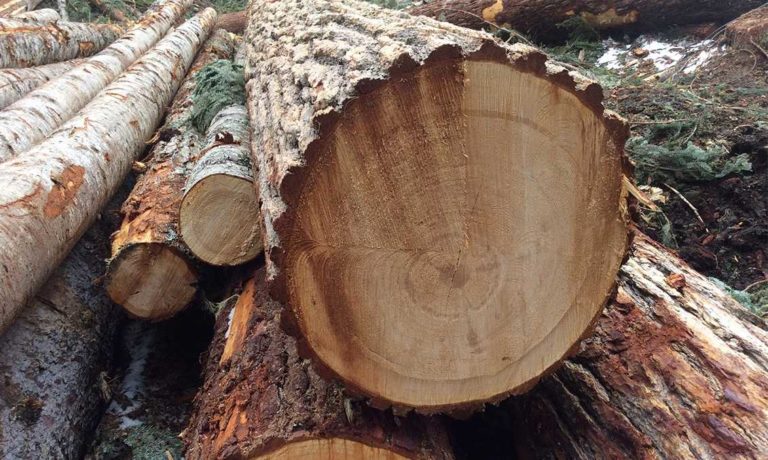 Western Hemlock - NorthPac Forestry Group Ltd.